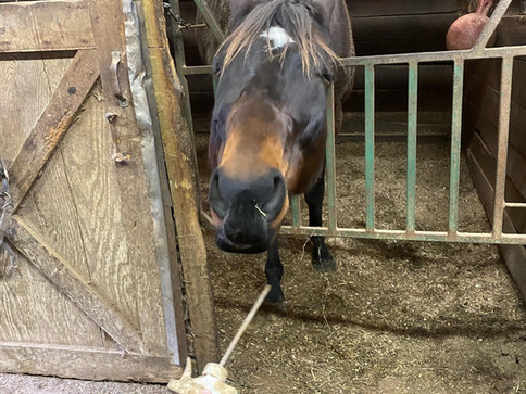 Horseback Riding Lessons | R.C. Egan Training Stables | Buchanan, MI