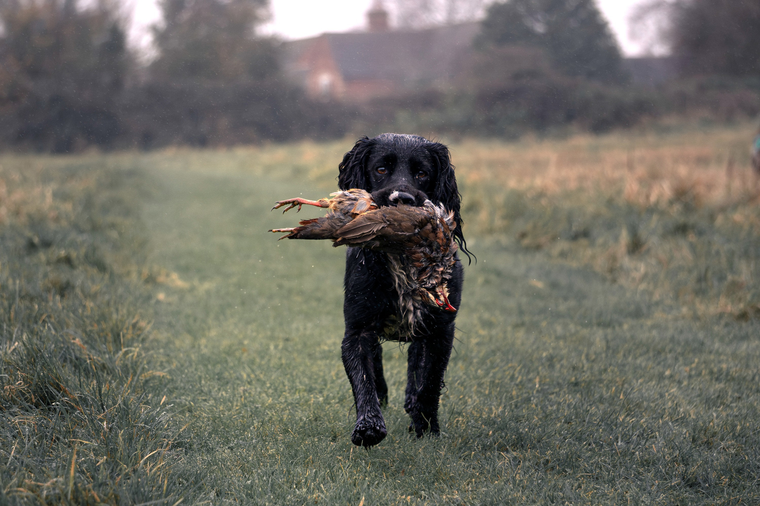 Byron Gundogs | Gundog Training | Cotswolds