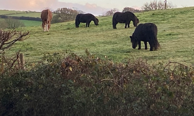 Home | Park Farm House Camping | West Wales