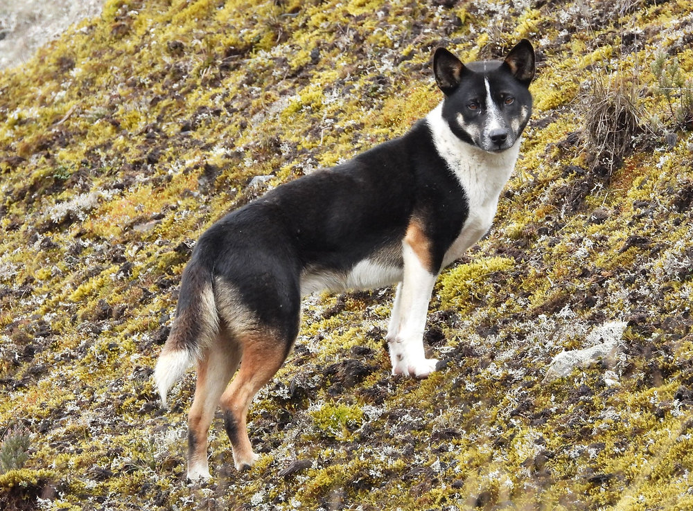 Ancient Canis Tracks in Papua