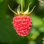 Raspberry Variety Chart | Northwest Plant Company