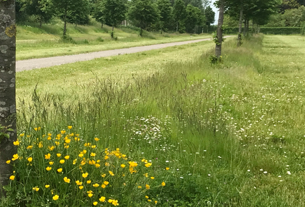 Extensief grasbeheer