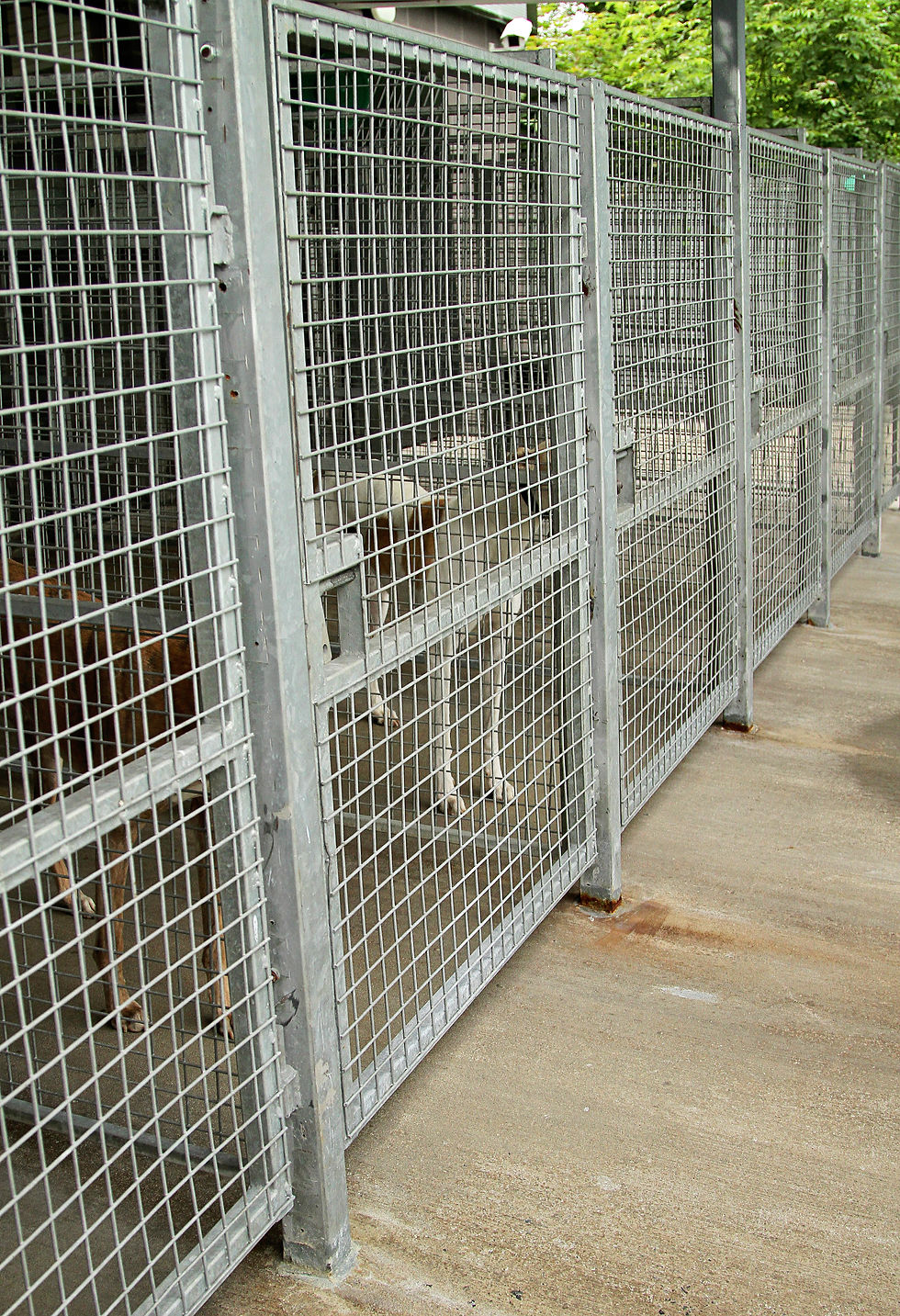 Townview Kennels | Media