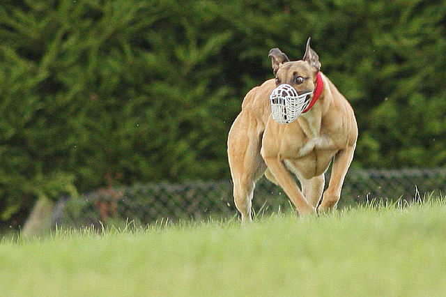 Townview Kennels | Media