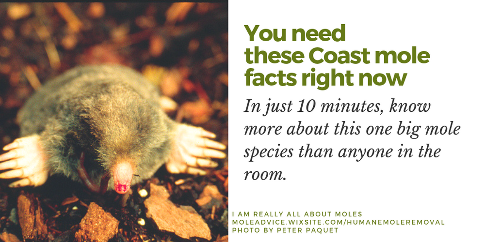 You Need These Coast Mole Facts In Your Brain