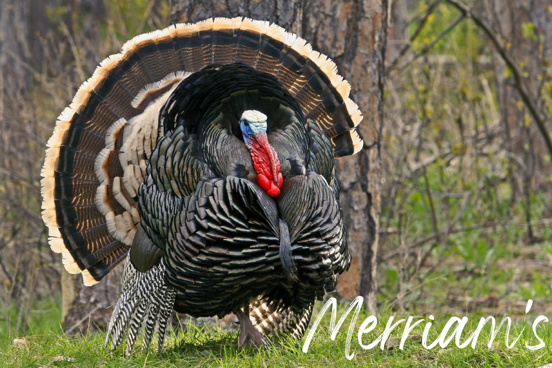 Turkey Slams: A Breakdown