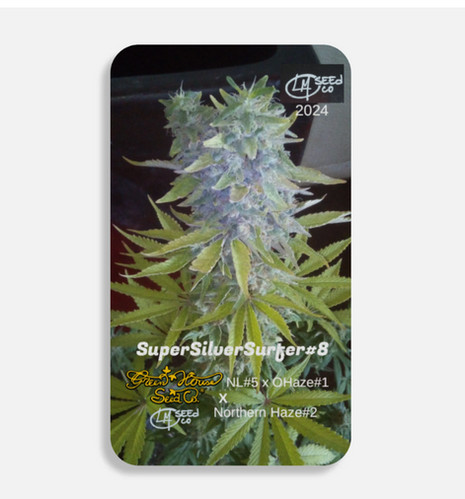 SuperSilverSurfer#8 | Collective