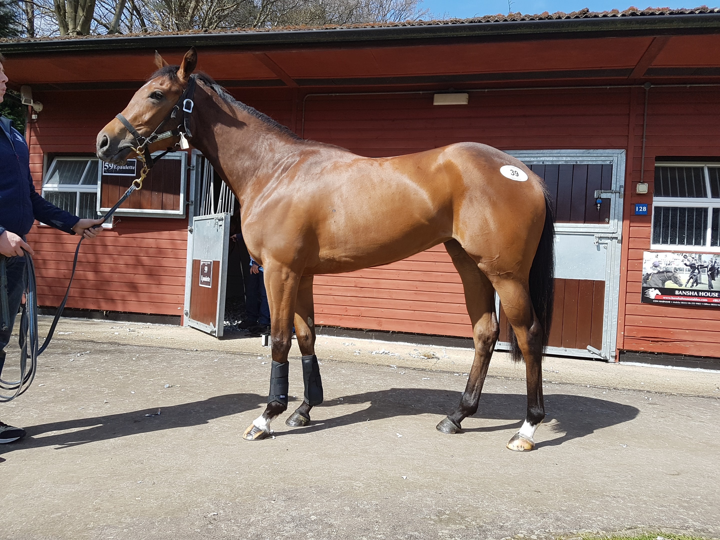 Time Flies | Racehorse Trainer | Jo Davis Racing | East Garston