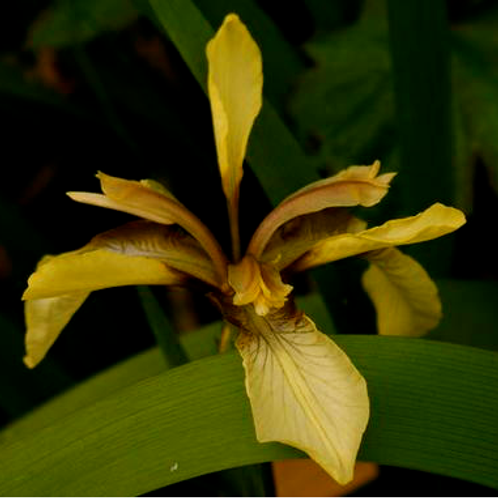 Iris foetidissima | cloverhillrareplants