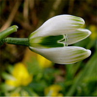 Galanthus 'Lavinia' | cloverhillrareplants