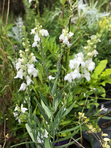 Linaria purpura 'Springside White' | cloverhillrareplants