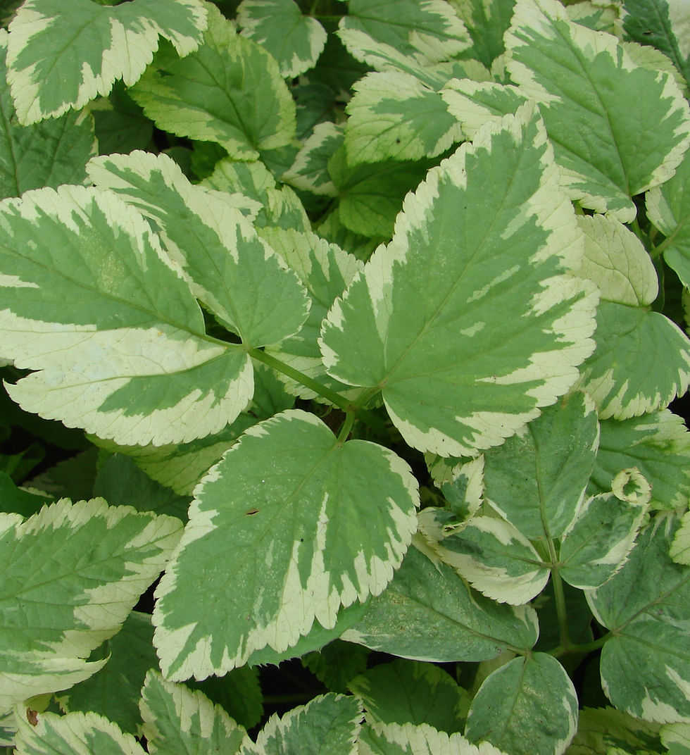 Perennials for shade, Alpine Perennials, Mail order nursery,plants.