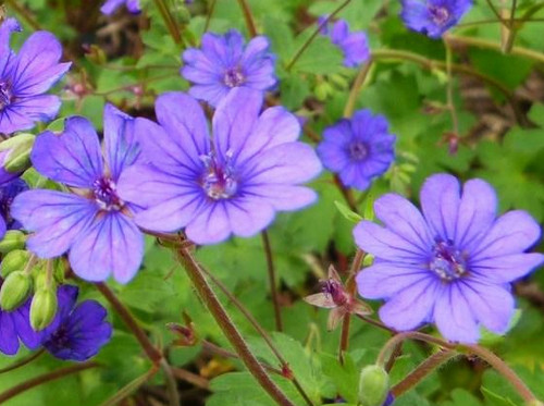 Geranium pyrenaicum 'Bill Wallis' | cloverhillrareplants