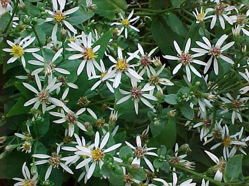 Aster divaricatus | cloverhillrareplants