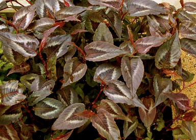 Persicaria microcephala 'Red Dragon' | cloverhillrareplants