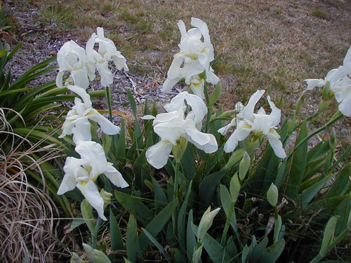 Iris albicans | cloverhillrareplants