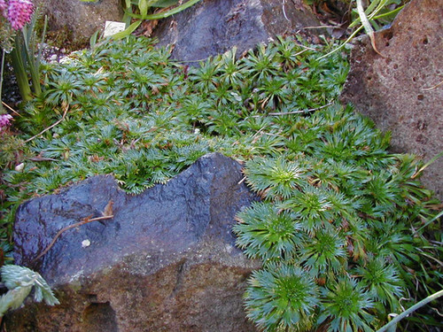 Bolax gummifera | cloverhillrareplants