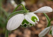 Galanthus 'Titania' | cloverhillrareplants
