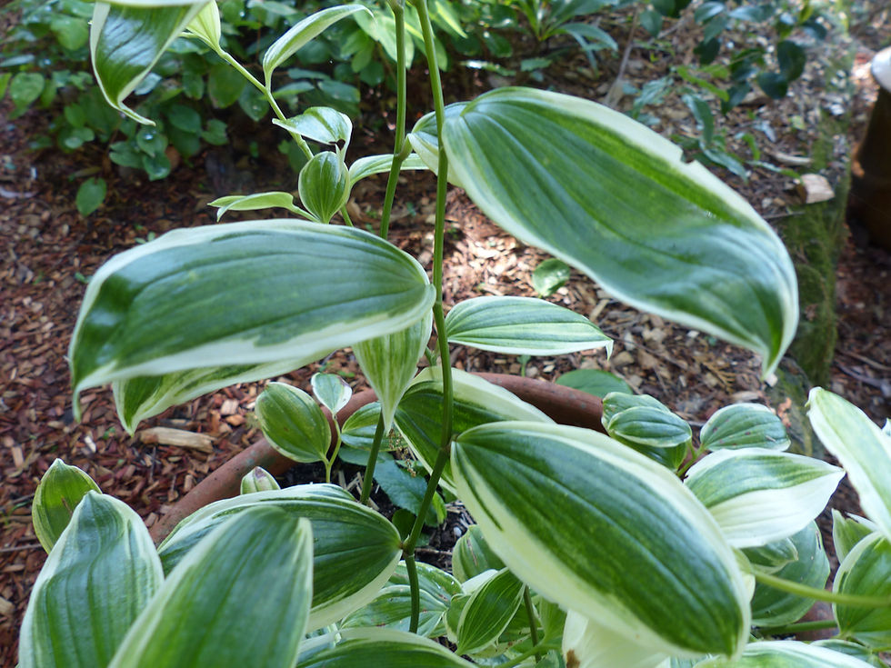 Perennials for shade, Alpine Perennials, Mail order nursery,plants. 2/5