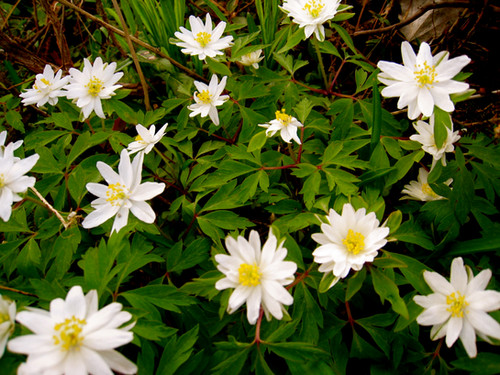 Anemone nemorosa " Bracteata " | cloverhillrareplants