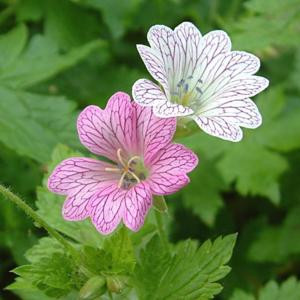 Geranium 'Walter's Gift' | cloverhillrareplants