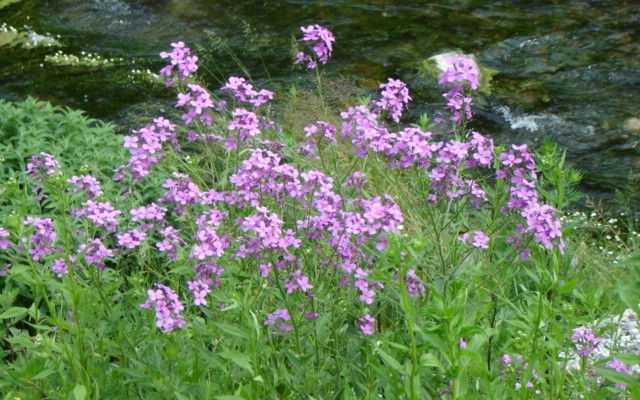 Hesperis matronalis | cloverhillrareplants