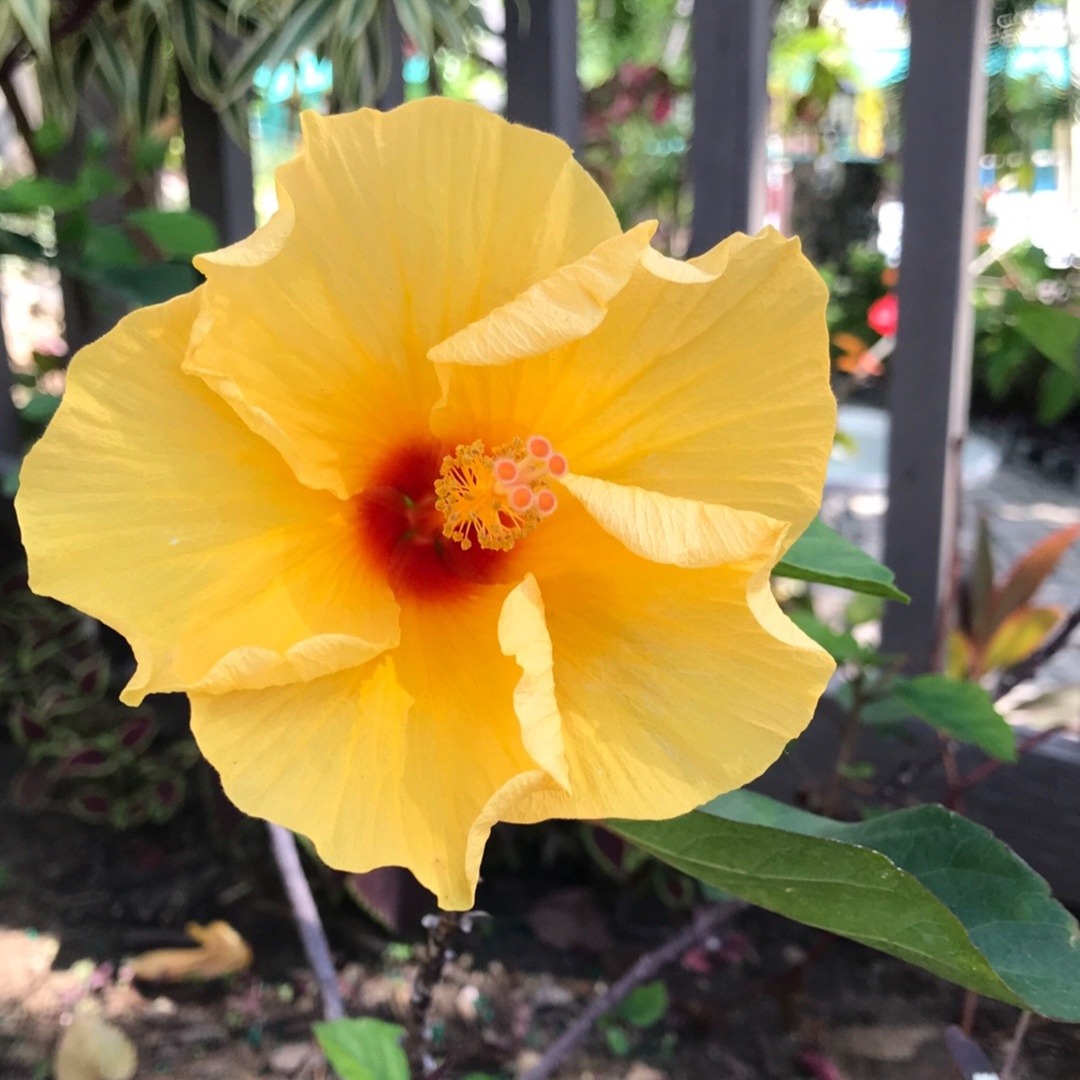 Lazy Parrot Inn | Rincon | Book Direct & Save