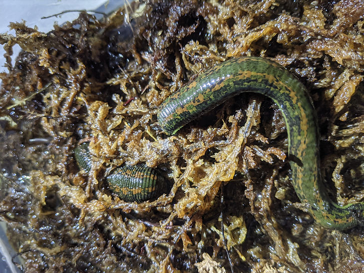 Medicinal leech care and feeding