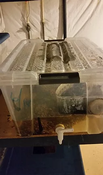 Medicinal leech care and feeding