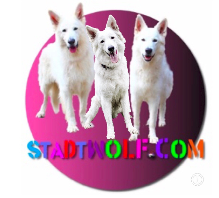 Hundeschule StadtWolf.com | ANGEBOT
