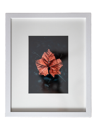 Star Leaf #029 5x7 Original | Josh Relic