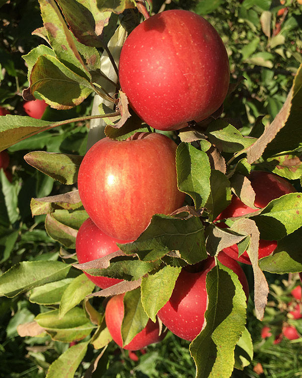 A is for Apple & B is for Berry - Wednesday, Sept. 18th