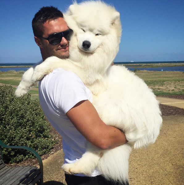 Samoyed Being Held
