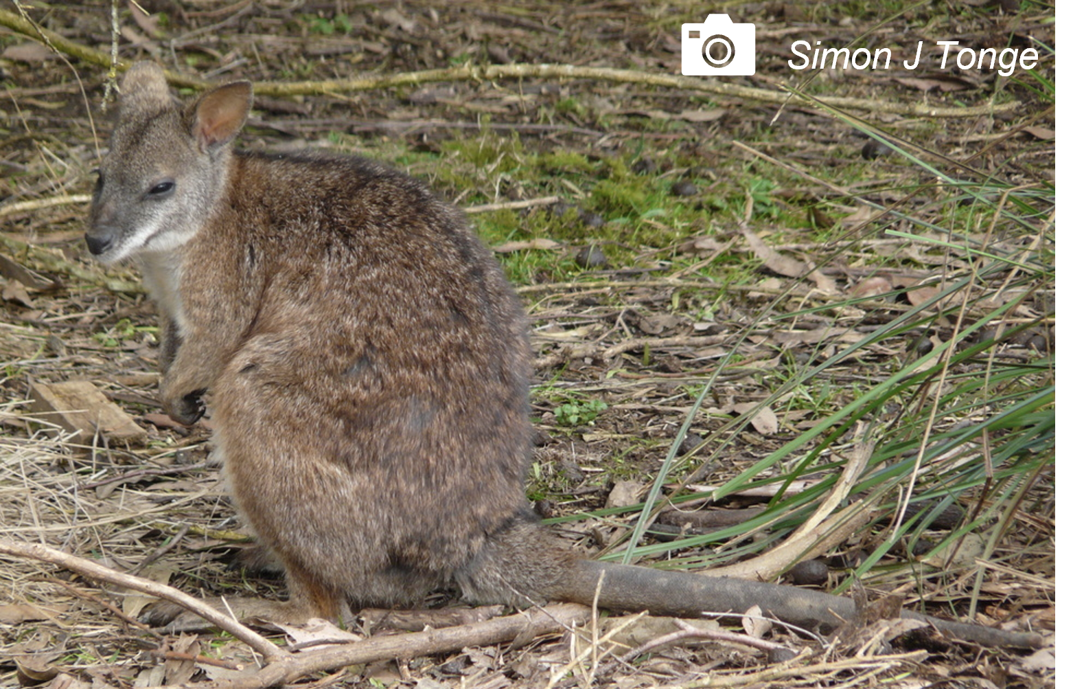 Parma Wallaby | My Site