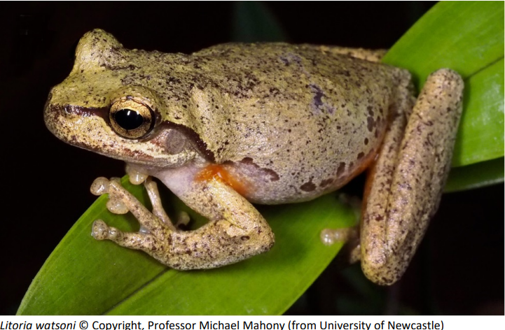 Watson's Tree Frog | My Site