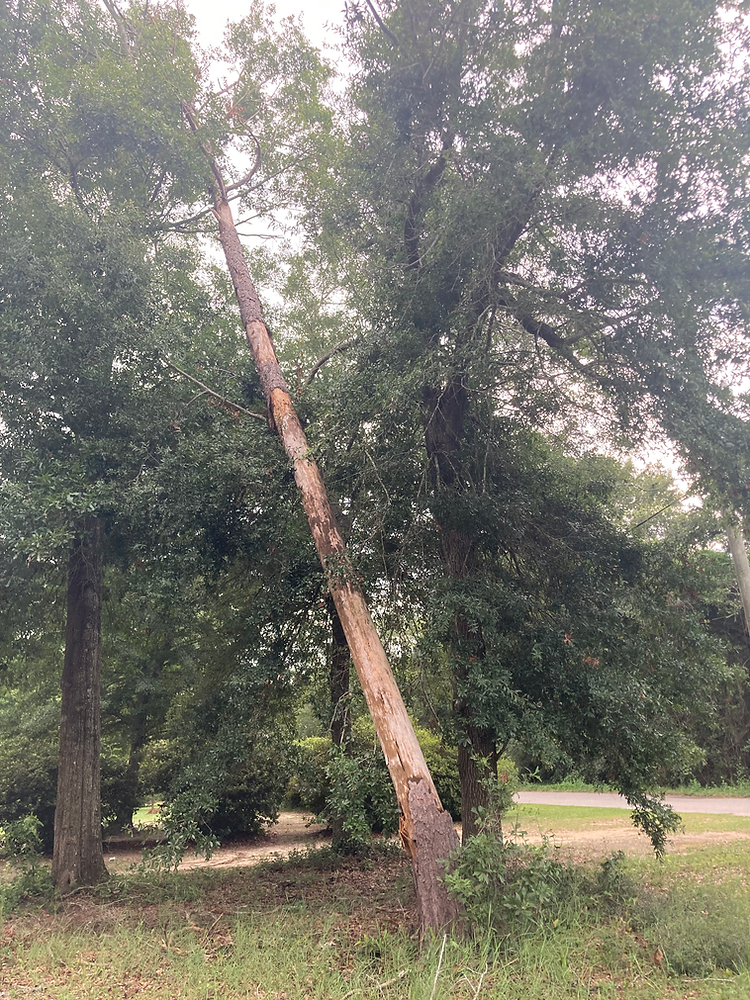 How to Identify and Handle Dangerous Trees on Your Property