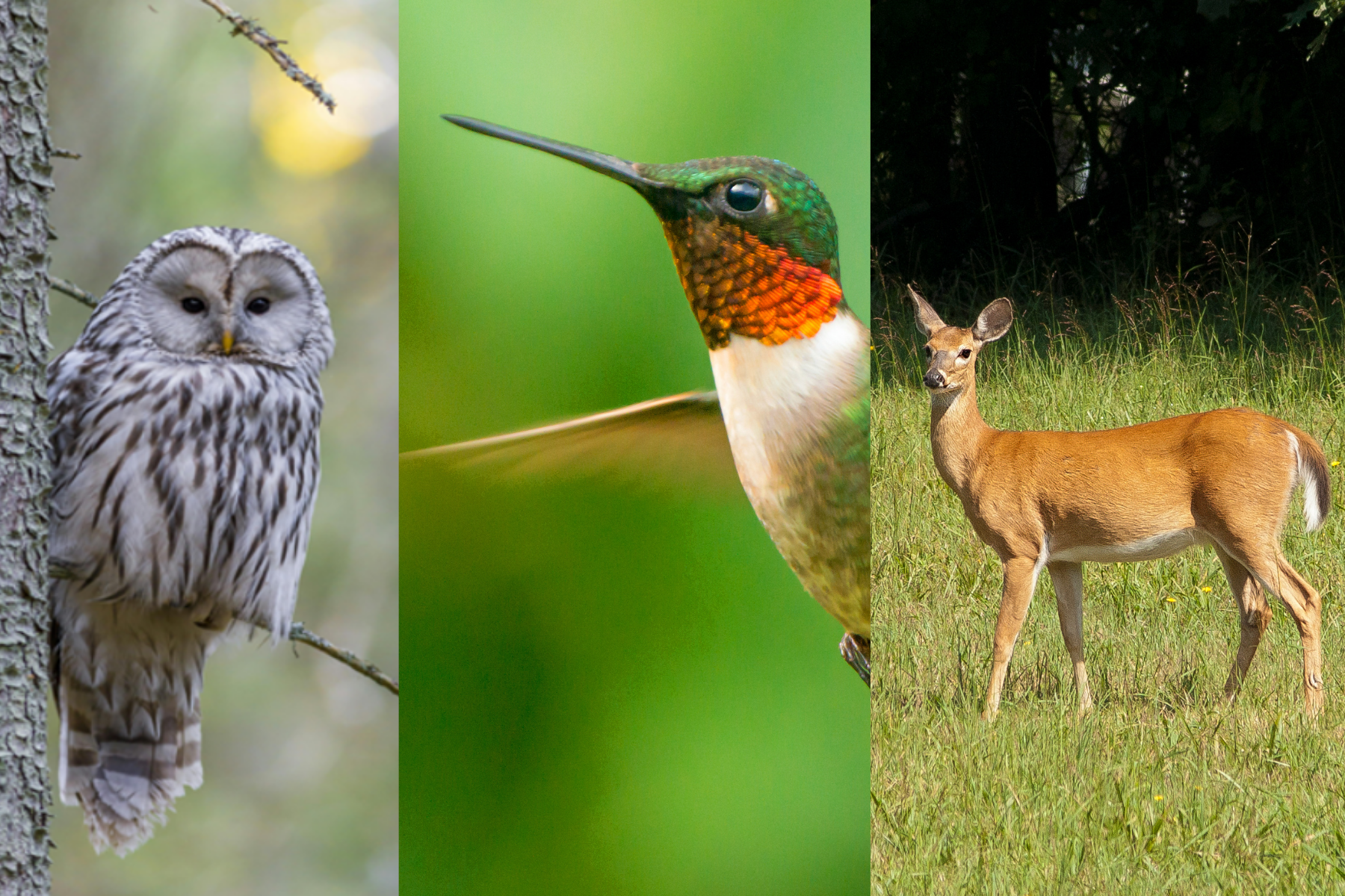 Nocturnal, Diurnal, and Crepuscular Animals