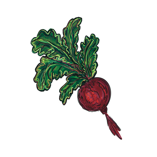 Beet Root- Sticker | REN DESIGN