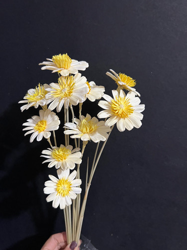 Round Daisy (A) | Serinityblooms