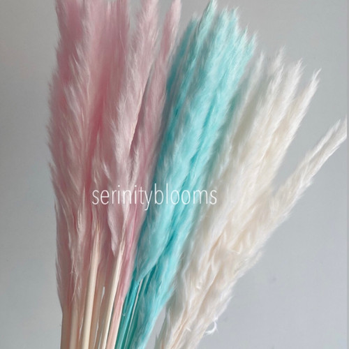 Small Pampas | Serinityblooms