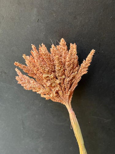 Local Trigo | Serinityblooms