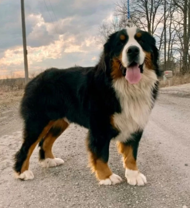 Bernese Mountain Dog Puppies| Bernese/Labs & More York, PA