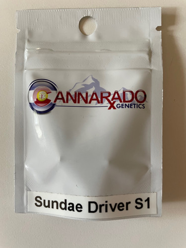 Sundae Driver S1 | Bread & Butta Seeds