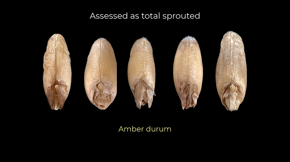 Wheat Grading Course | The Grading Bench