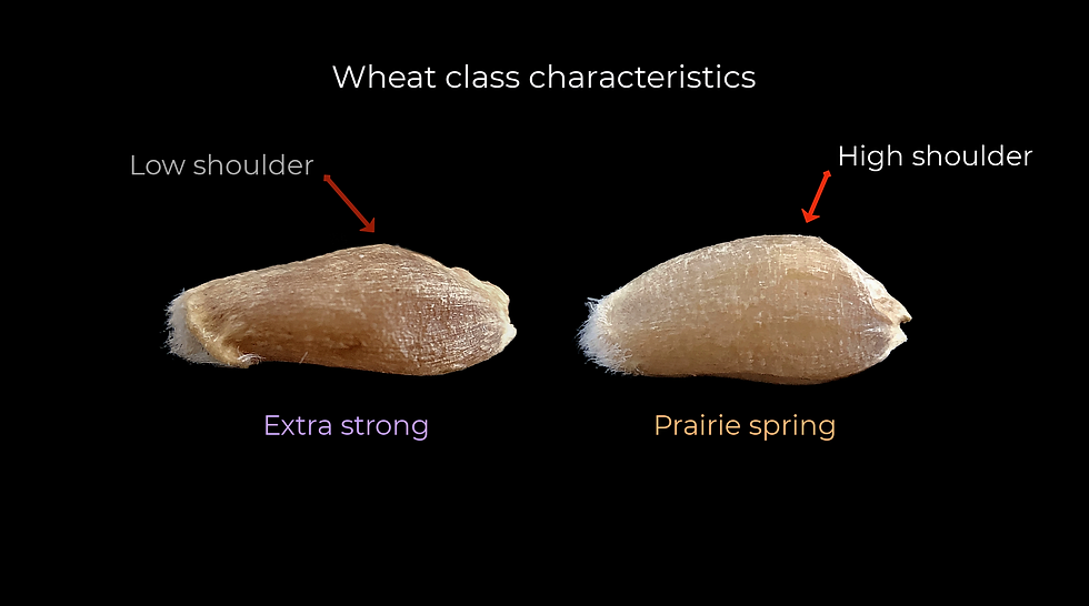 Wheat Grading Course | The Grading Bench