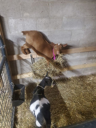 Photo Gallery | Enduring Mercy Farm