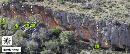 Barrier Reef | WC Honeybush Tea