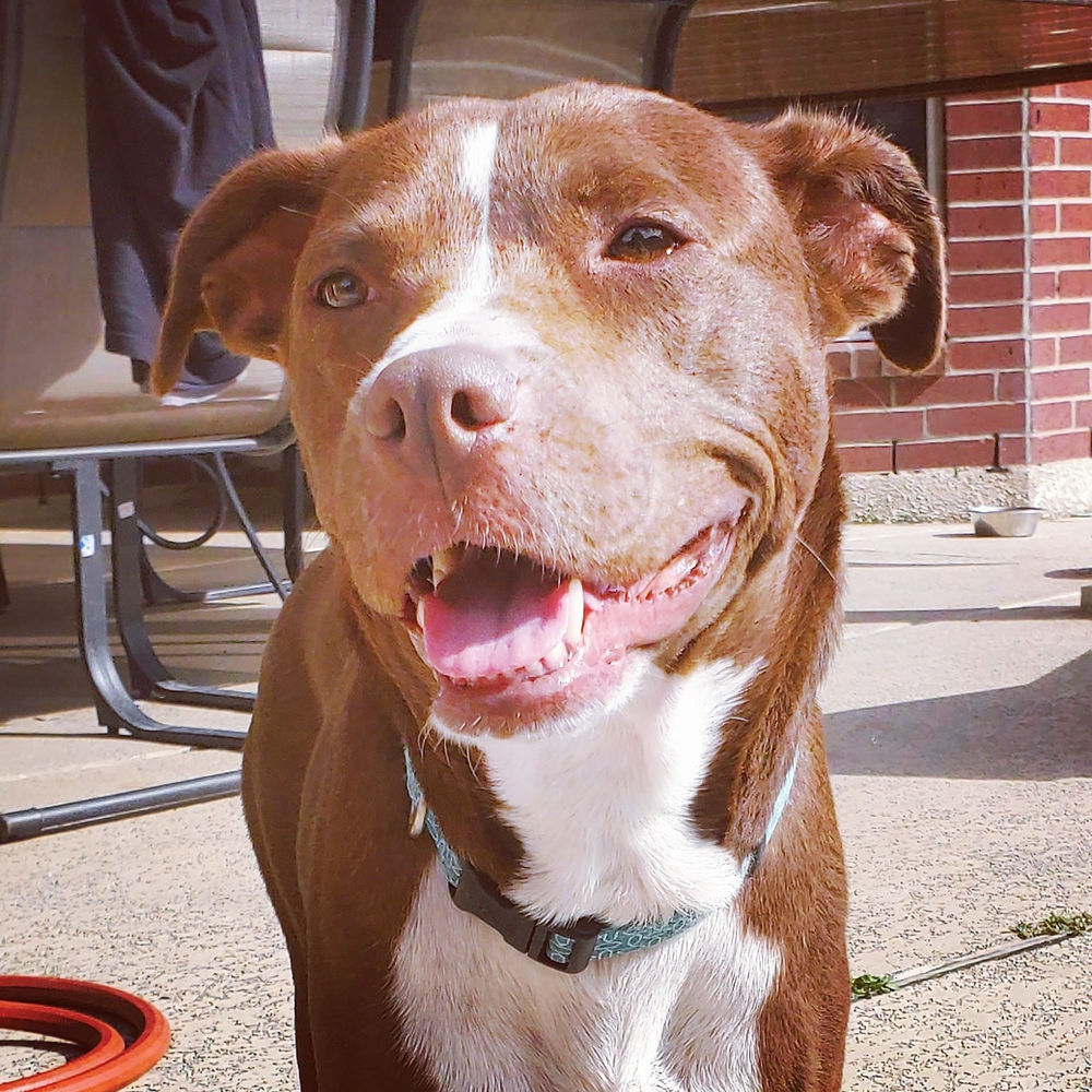 Bella's Resume - 3 yr old Pointer/Patterdale Terrier Mix