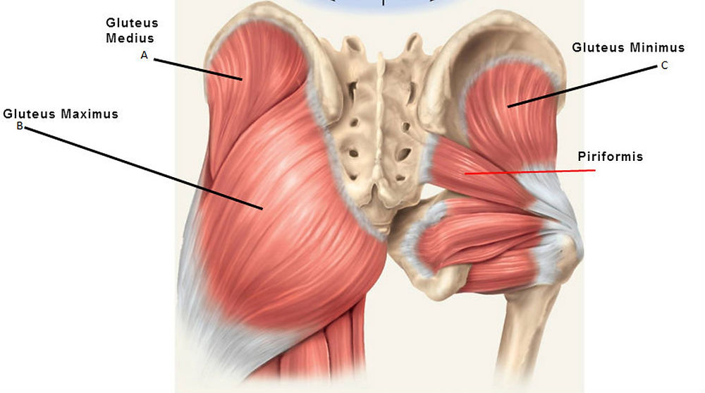 gluteus medius