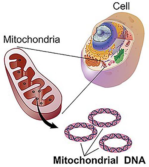 Depression, MTHFR+ and Your Mitochondria